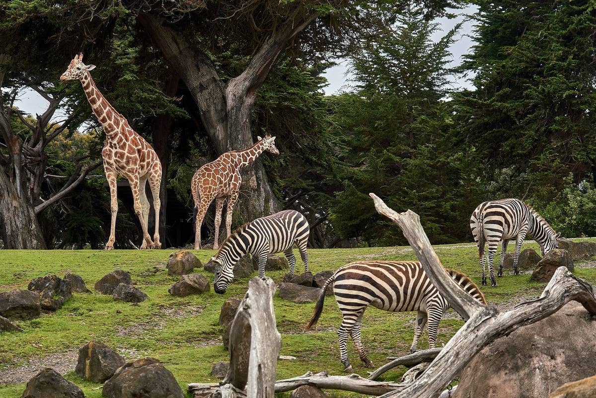 Best Zoo Tickets in Paphos, Cyprus – Cheapest Prices Guaranteed | Guide ...