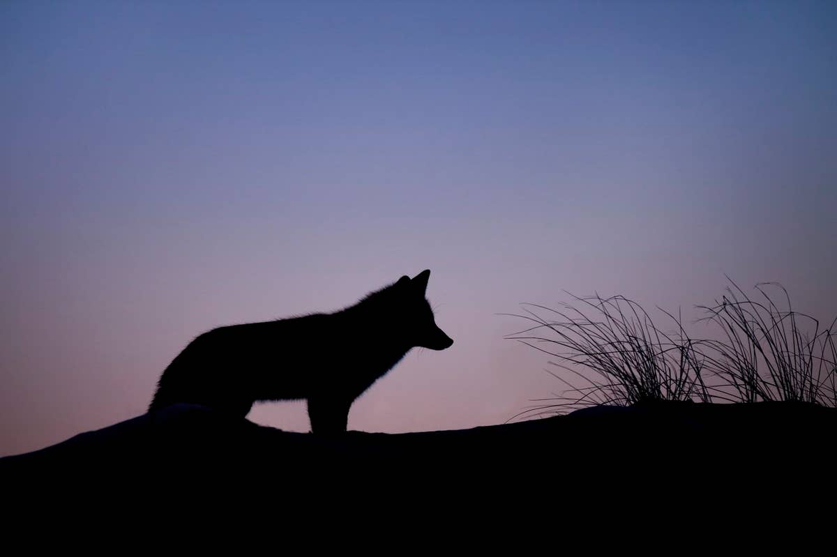 Best Pack Animal Tours in Pamukkale, Turkey – Cheapest Prices ...